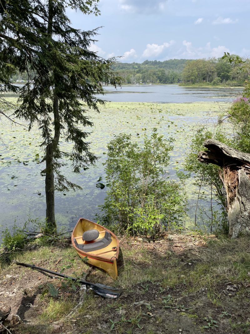 Lamoka Lake - wildflower II